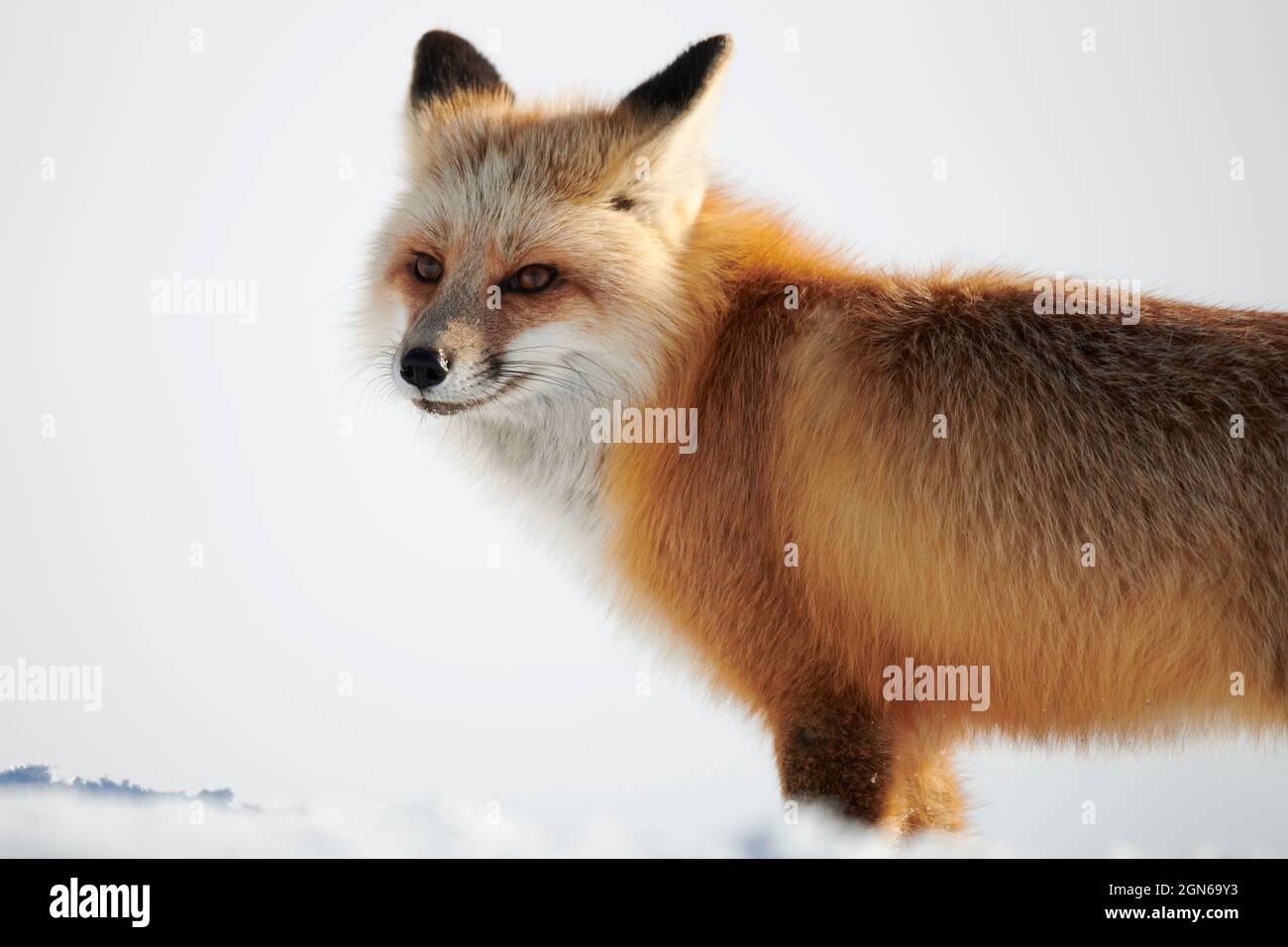 Yellowstone red fox hi-res stock photography and images - Alamy