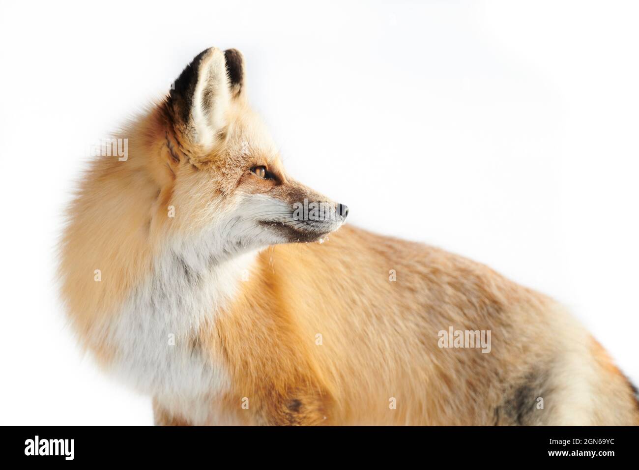Yellowstone Red Fox High Resolution Stock Photography and Images - Alamy