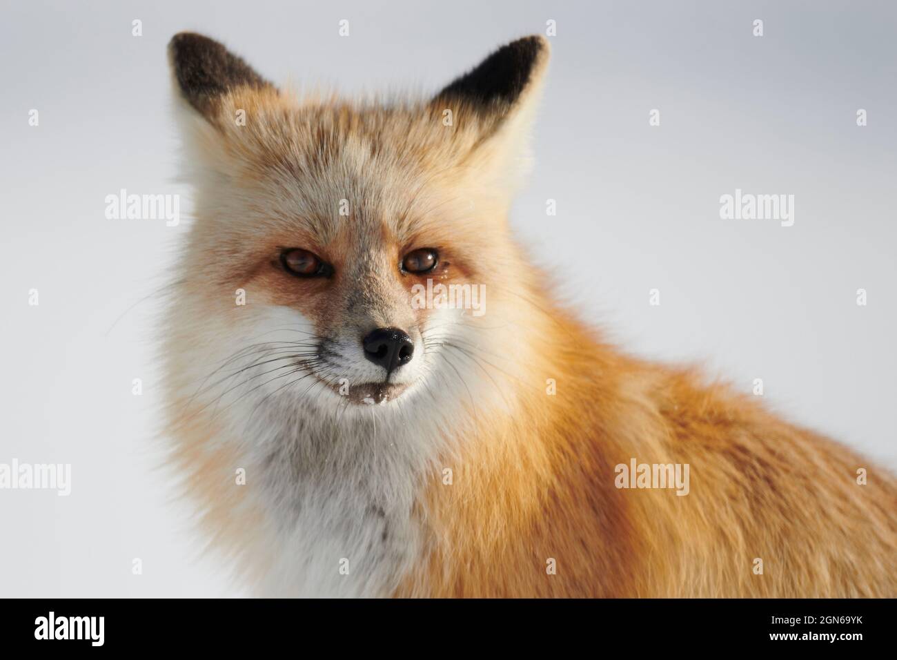 Yellowstone red fox hi-res stock photography and images - Alamy