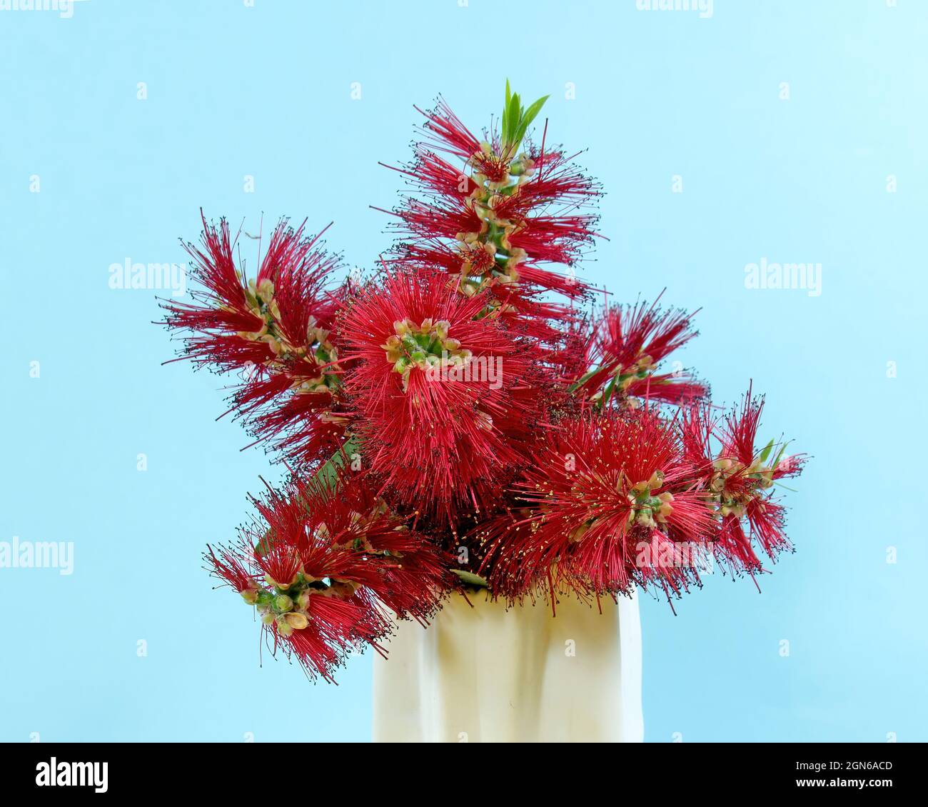 Red Bottlebrush flowering plant in a vase isolated on a sky blue ...