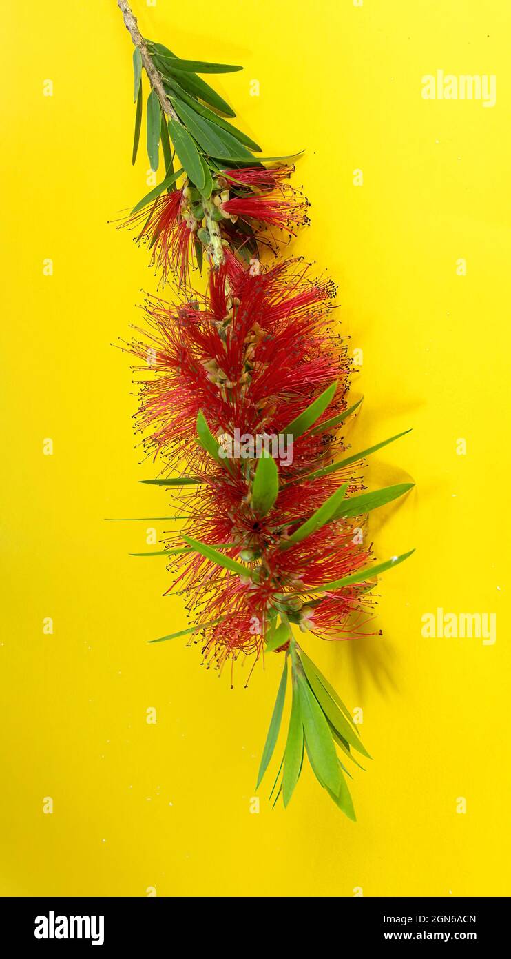 Single hanging flower stem of the red Bottlebrush Australian Native ...