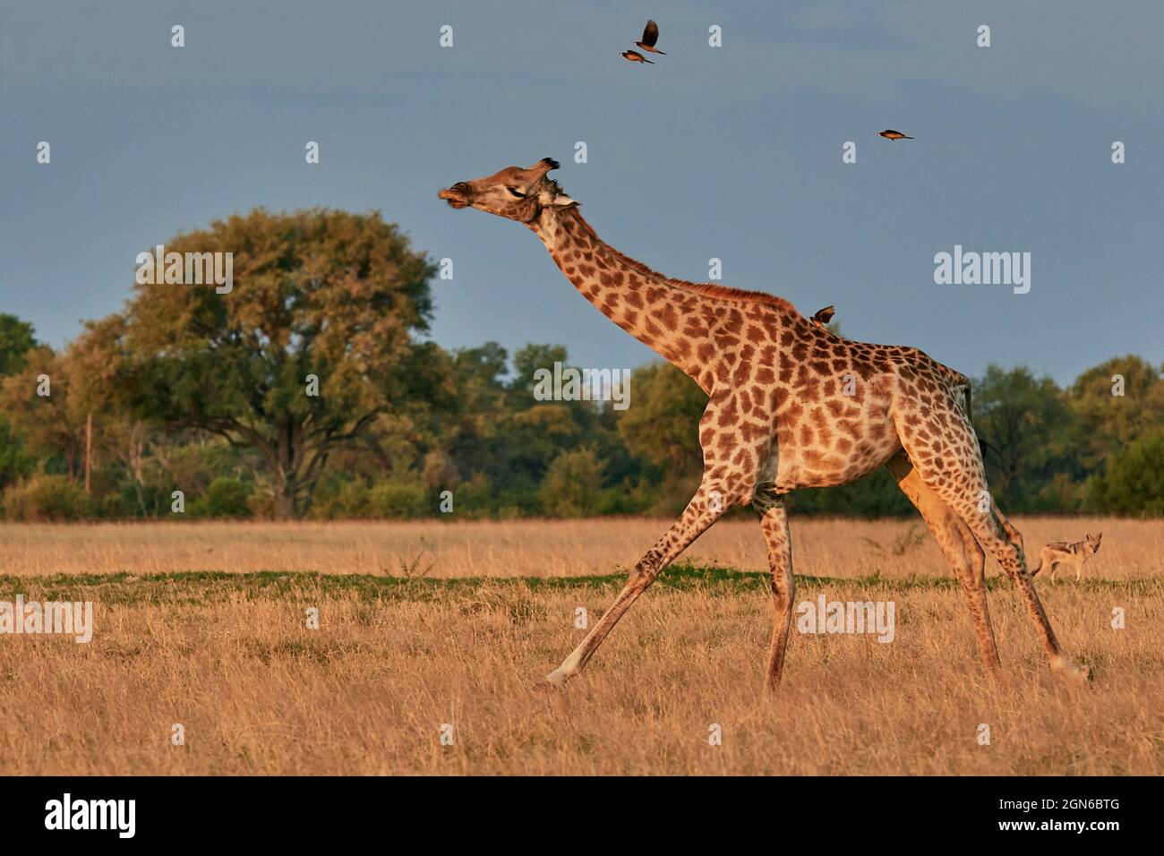 National bird of zimbabwe hi-res stock photography and images - Alamy