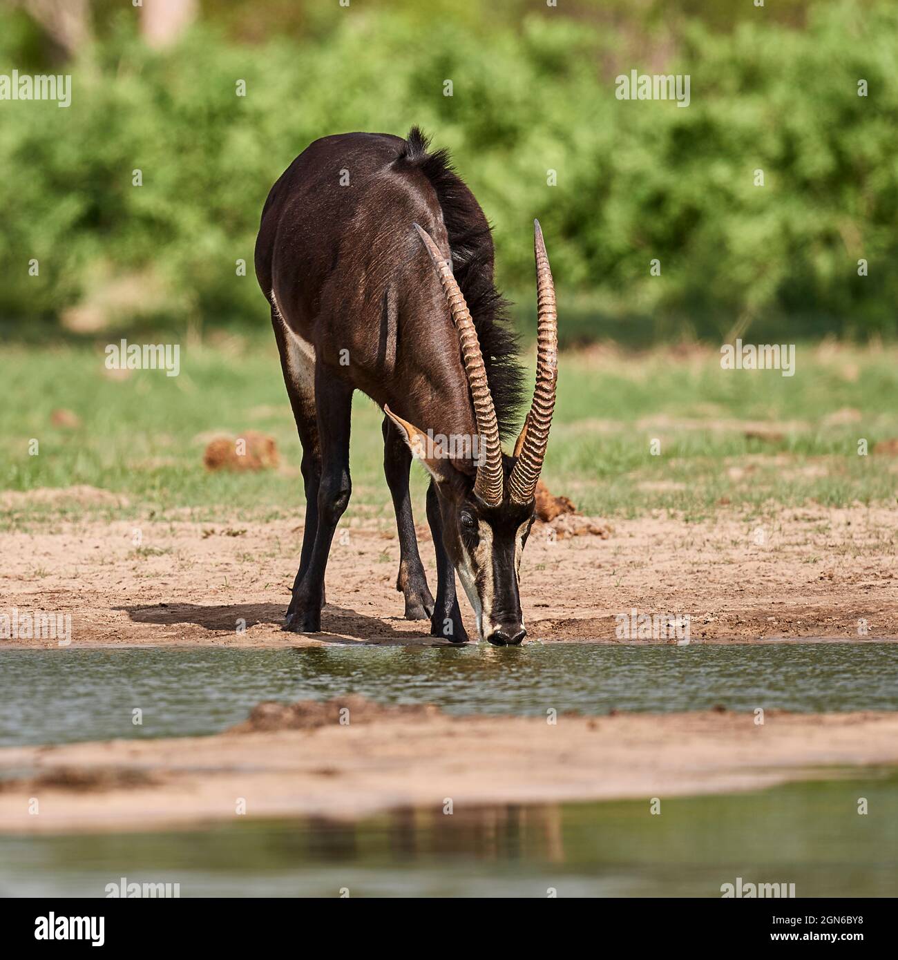 Hwange sable hi-res stock photography and images - Alamy