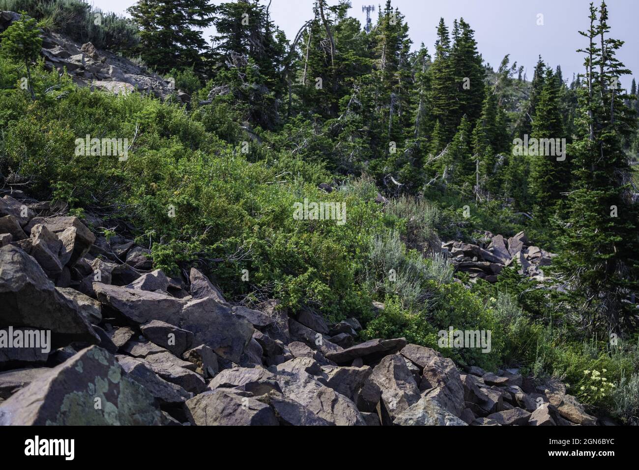 Closeup shot of a rocky slope landscape with green trees and plants ...