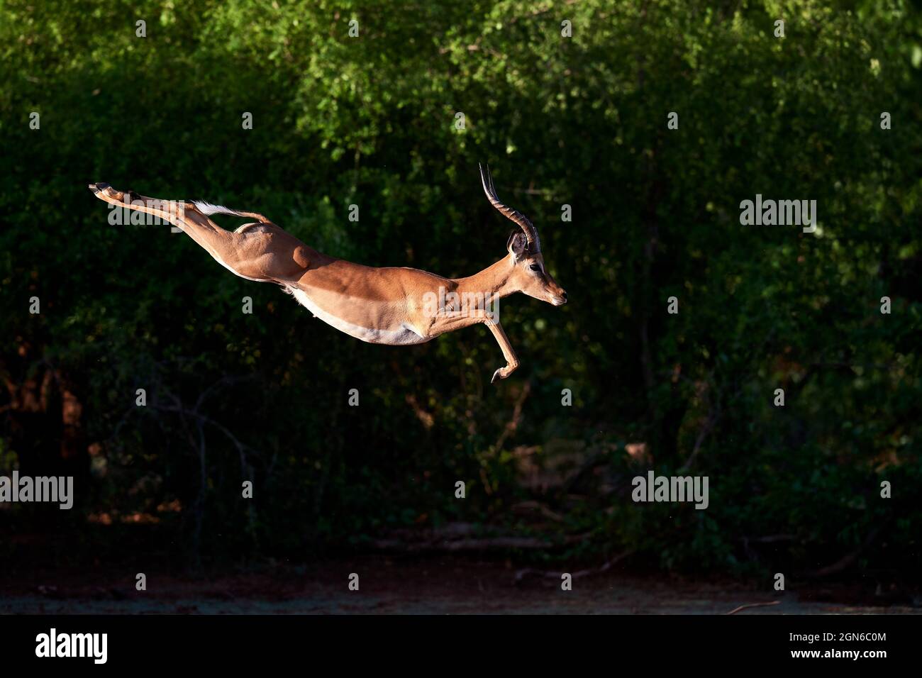 Impala jumping hi-res stock photography and images - Alamy
