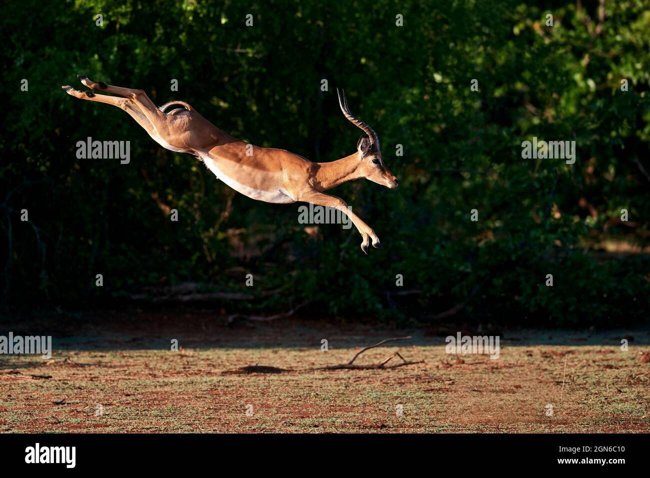 Impala jumping hi-res stock photography and images - Alamy