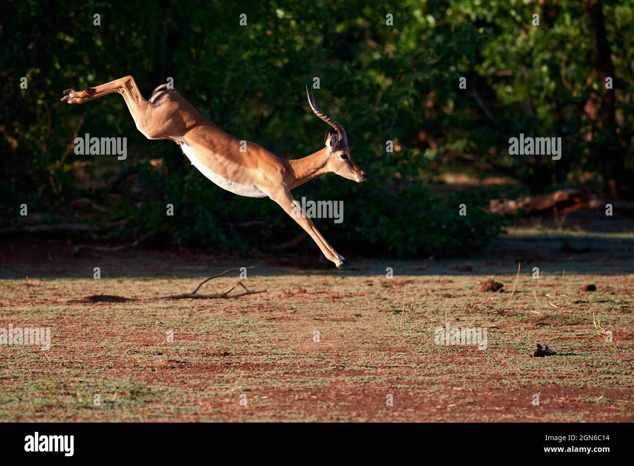 Impala jumping hi-res stock photography and images - Alamy