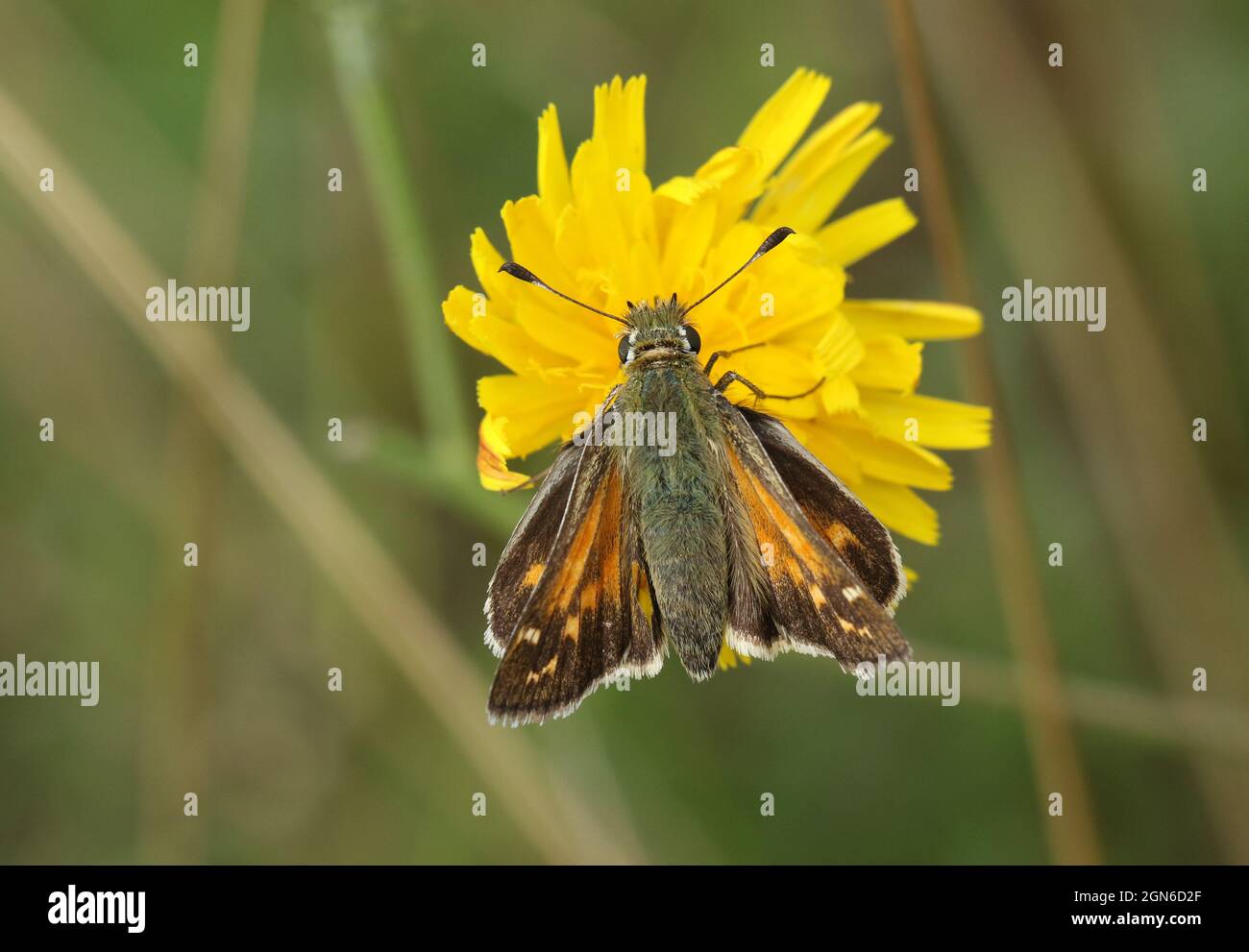 A rare Silver Spotted Skipper butterfly, Hesperia comma, nectaring on a ...