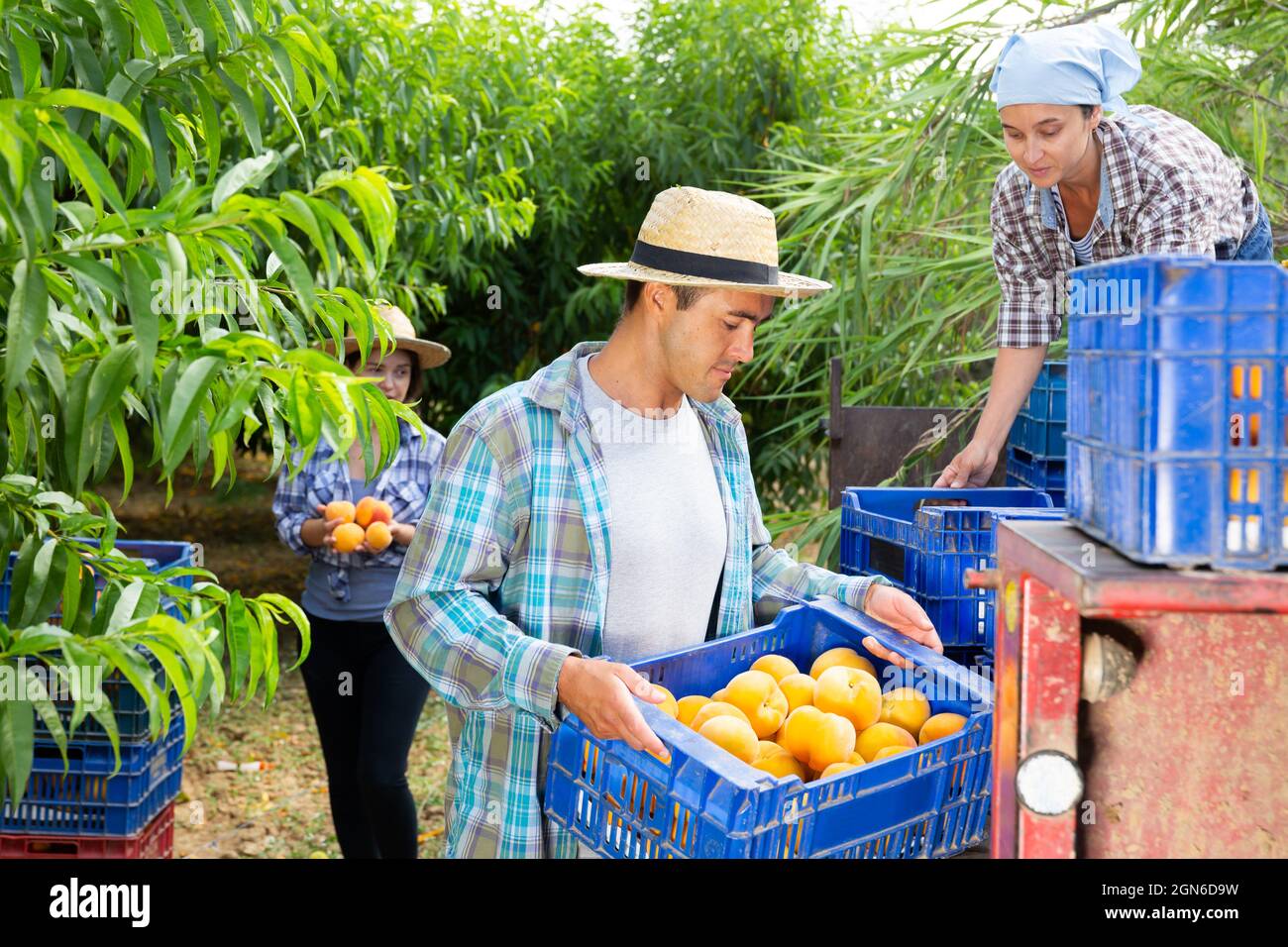 Farmers team puts boxes of peaches on tractor platform Stock Photo - Alamy