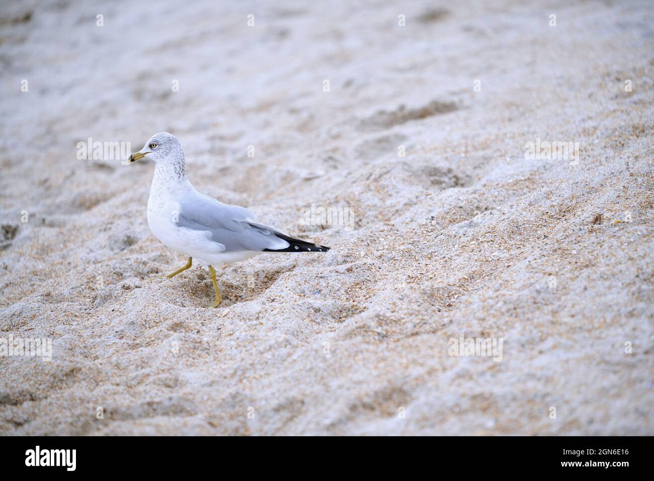 Oceanside birds hi-res stock photography and images - Alamy