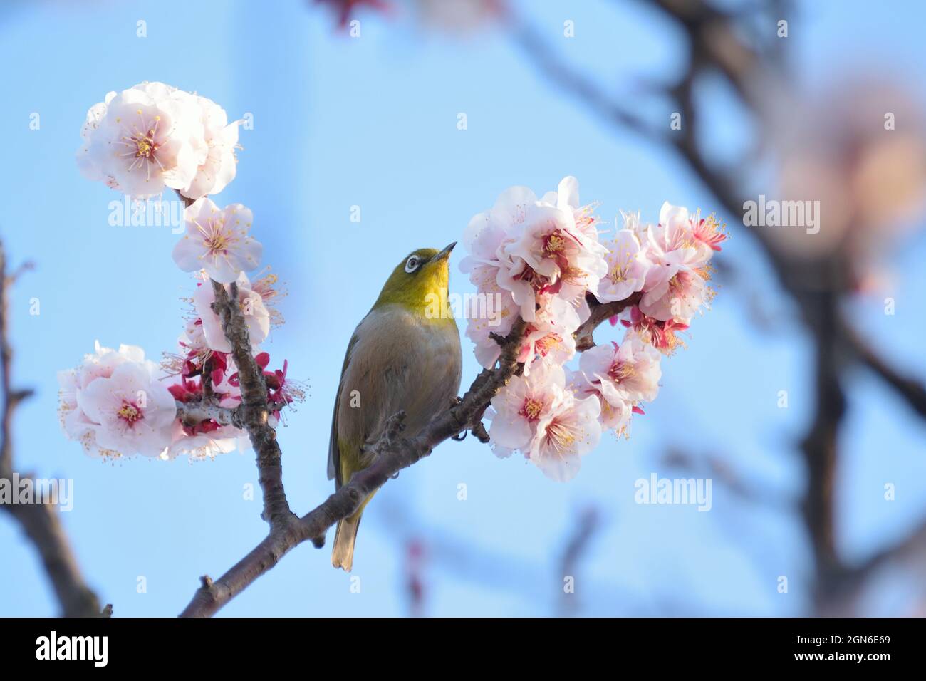 Bird on Cherry & Plum blossom tree in Japan Stock Photo - Alamy