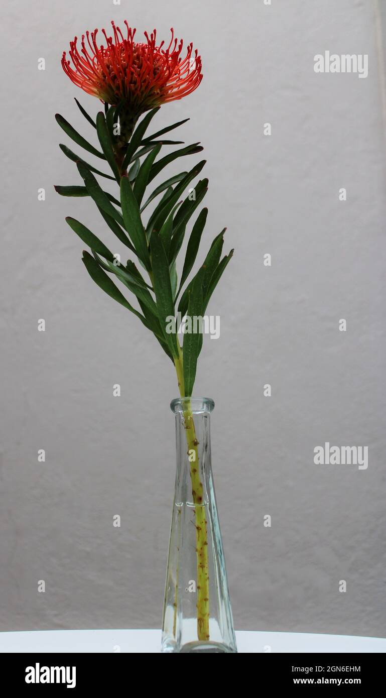Indigenous flower hi-res stock photography and images - Alamy