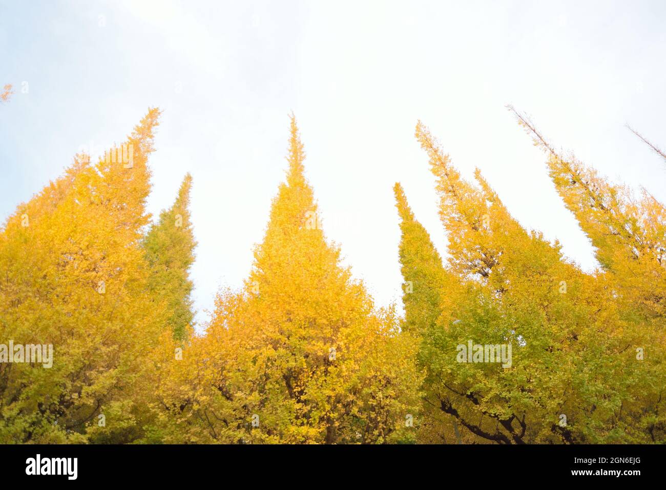 Landscape of yellow Ginkgo tree at autumn park in Japan Stock Photo - Alamy