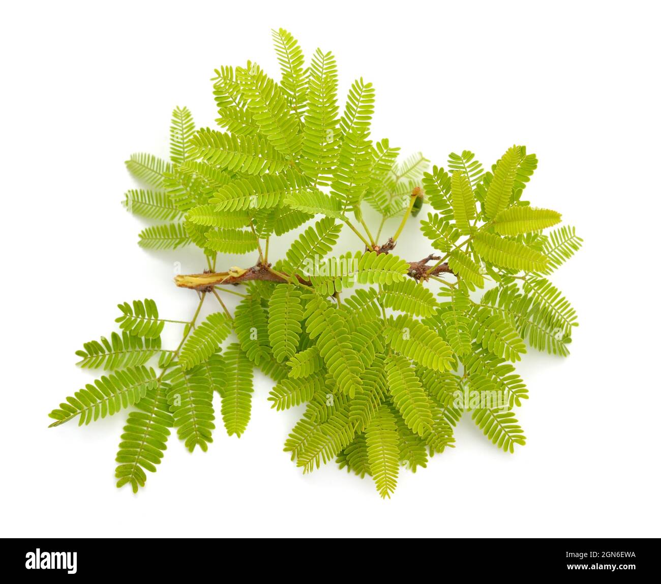 Acacia Cut Out Stock Images & Pictures - Alamy