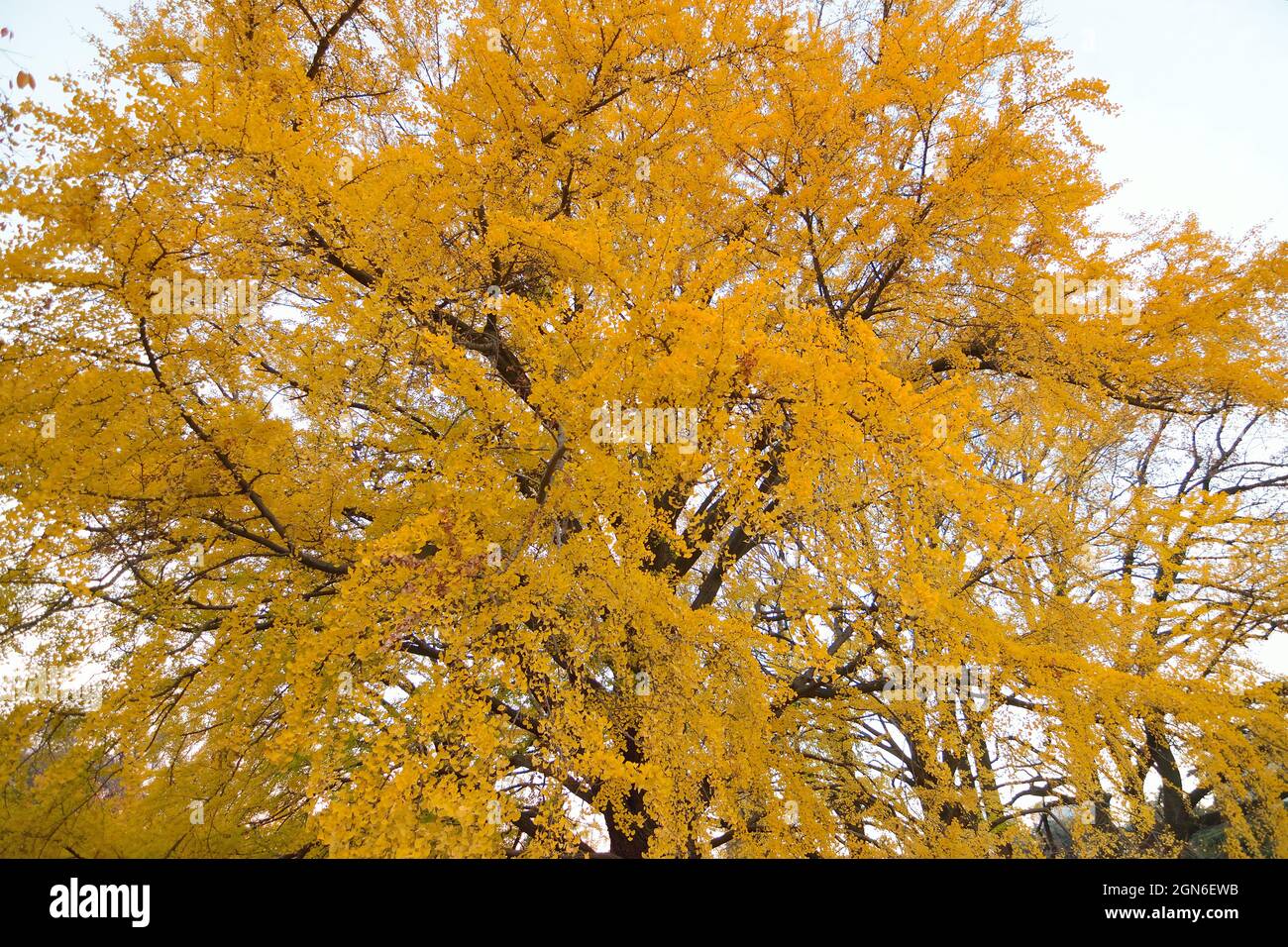 Landscape of yellow Ginkgo tree at autumn park in Japan Stock Photo - Alamy