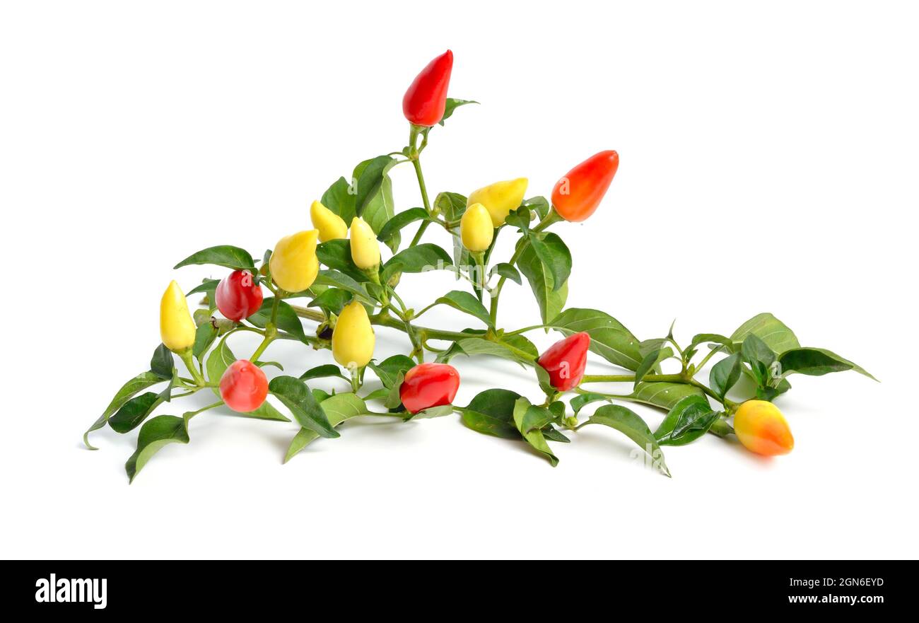 Small hot red chili isolated on white background Stock Photo - Alamy