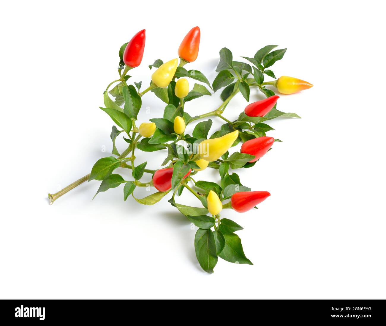 Small hot red chili isolated on white background Stock Photo - Alamy