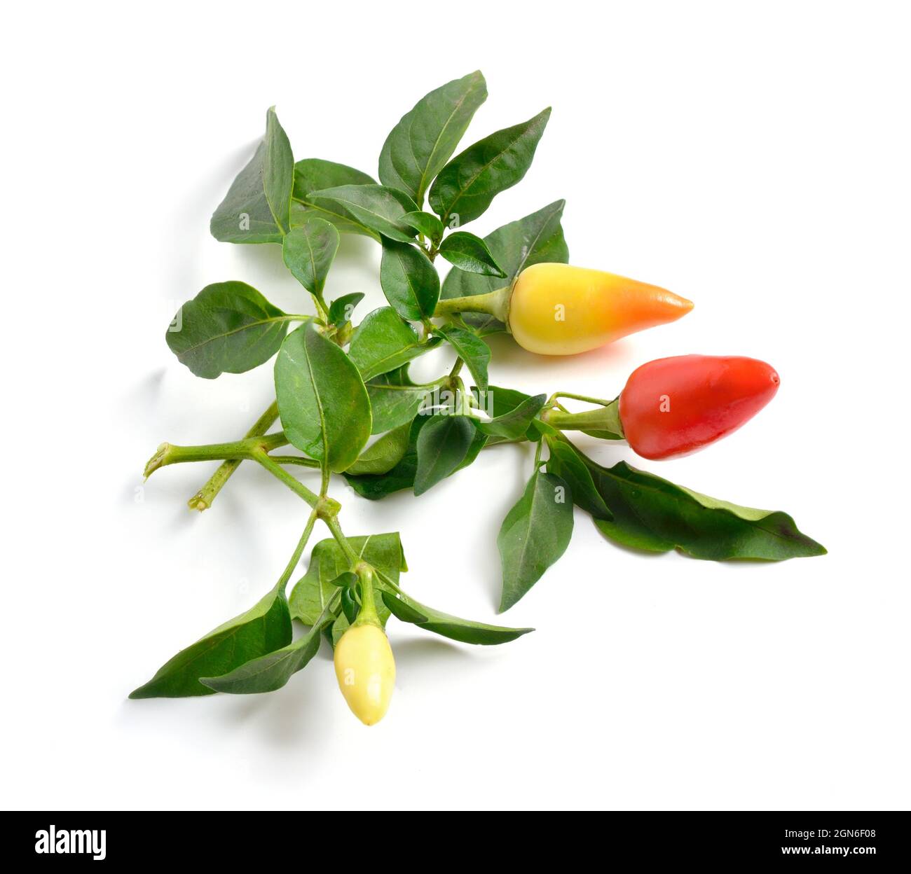 Small hot red chili isolated on white background Stock Photo - Alamy