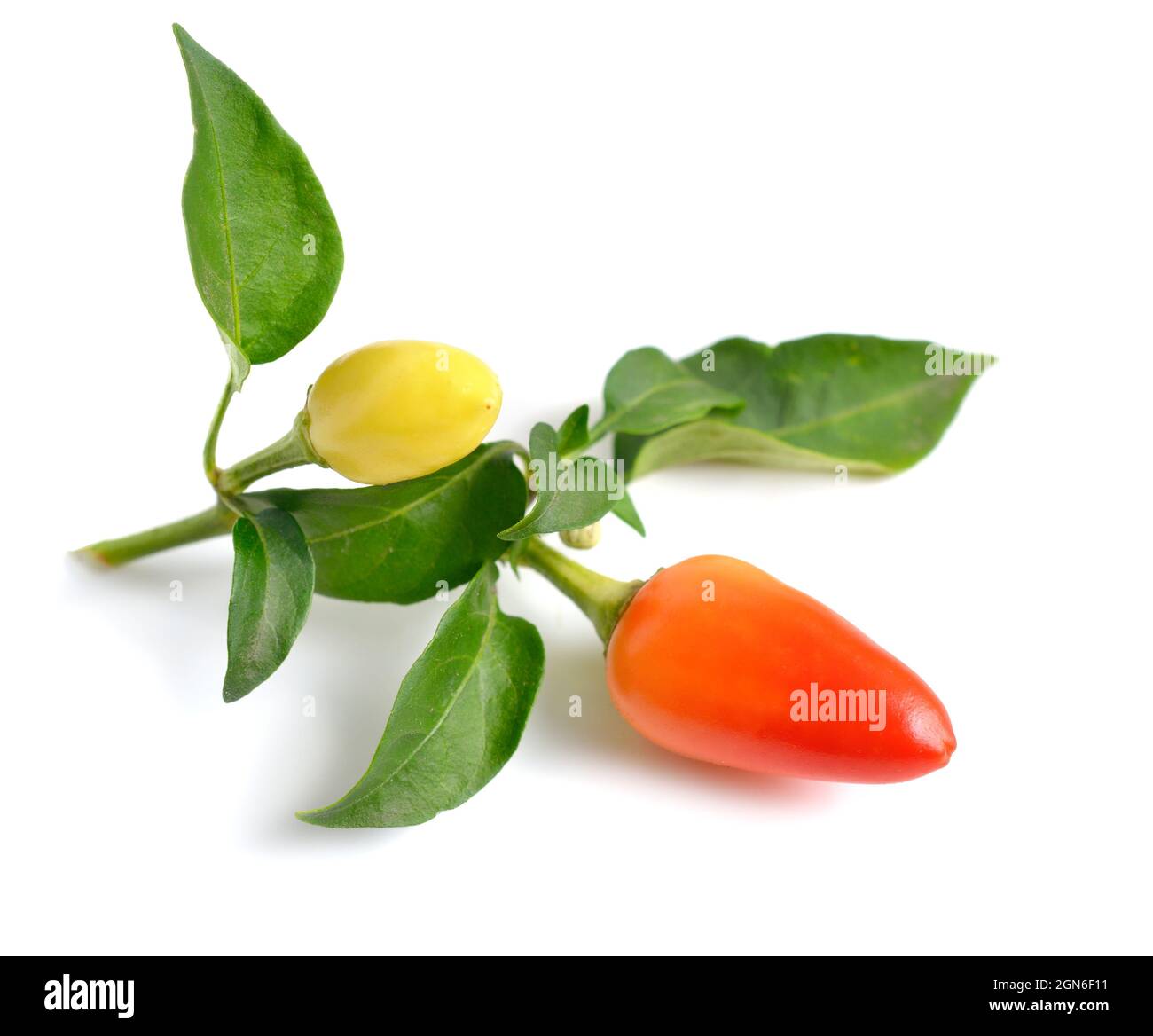 Small hot red chili isolated on white background Stock Photo - Alamy