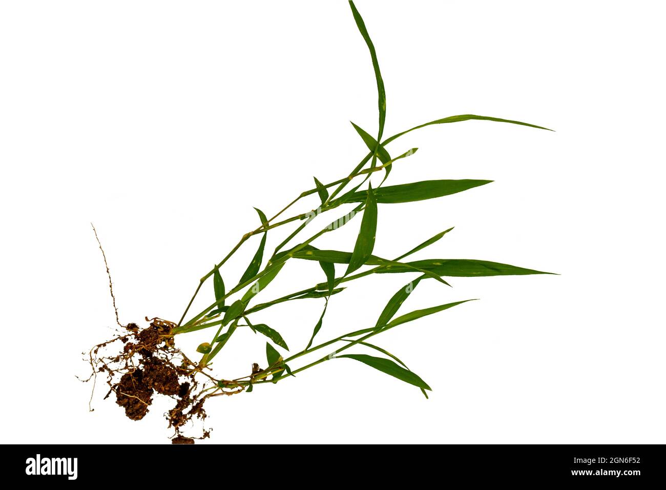 Whole grass from leaves to roots with a little soil, white background ...