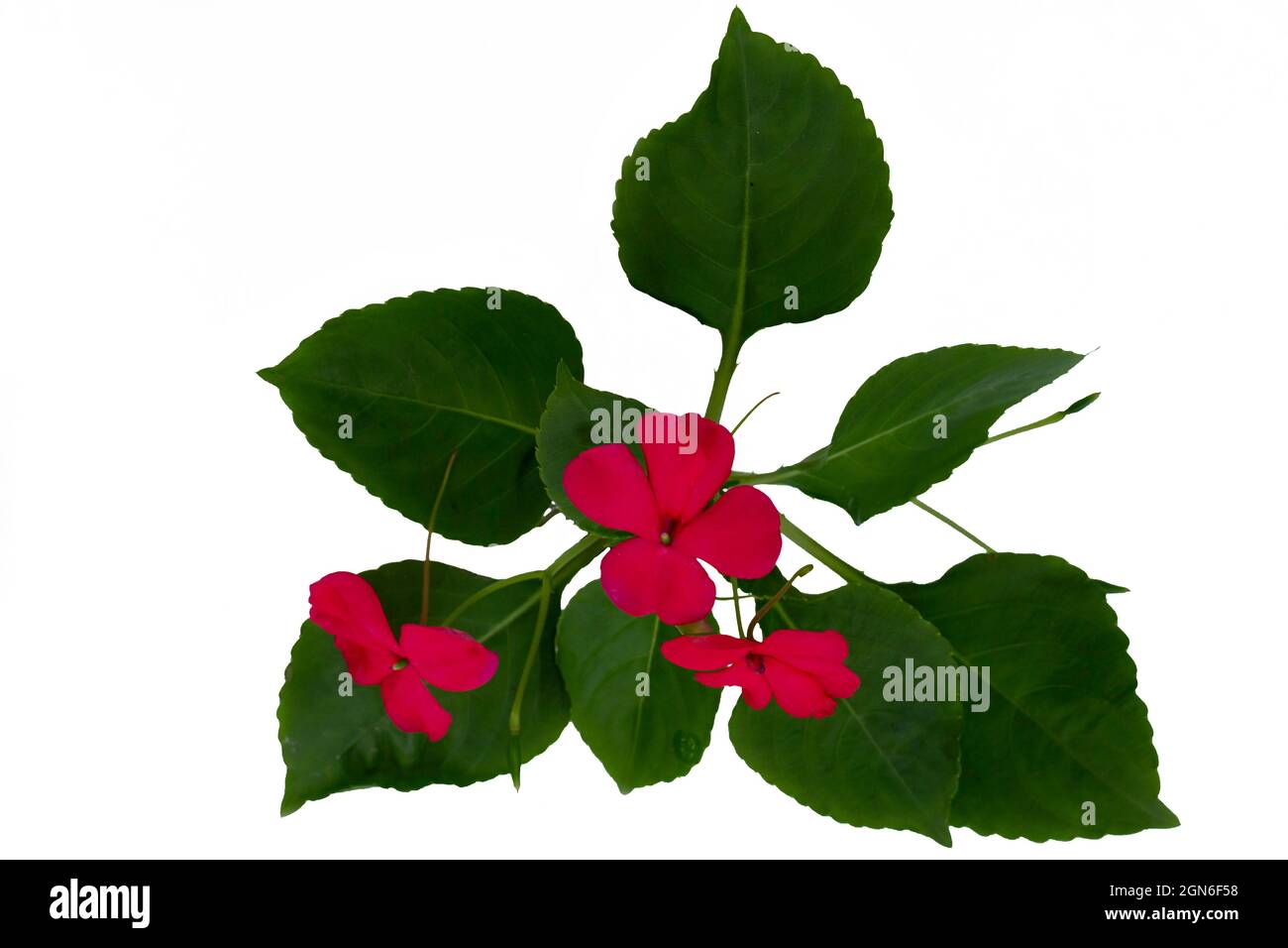 Mina rose hi-res stock photography and images - Alamy