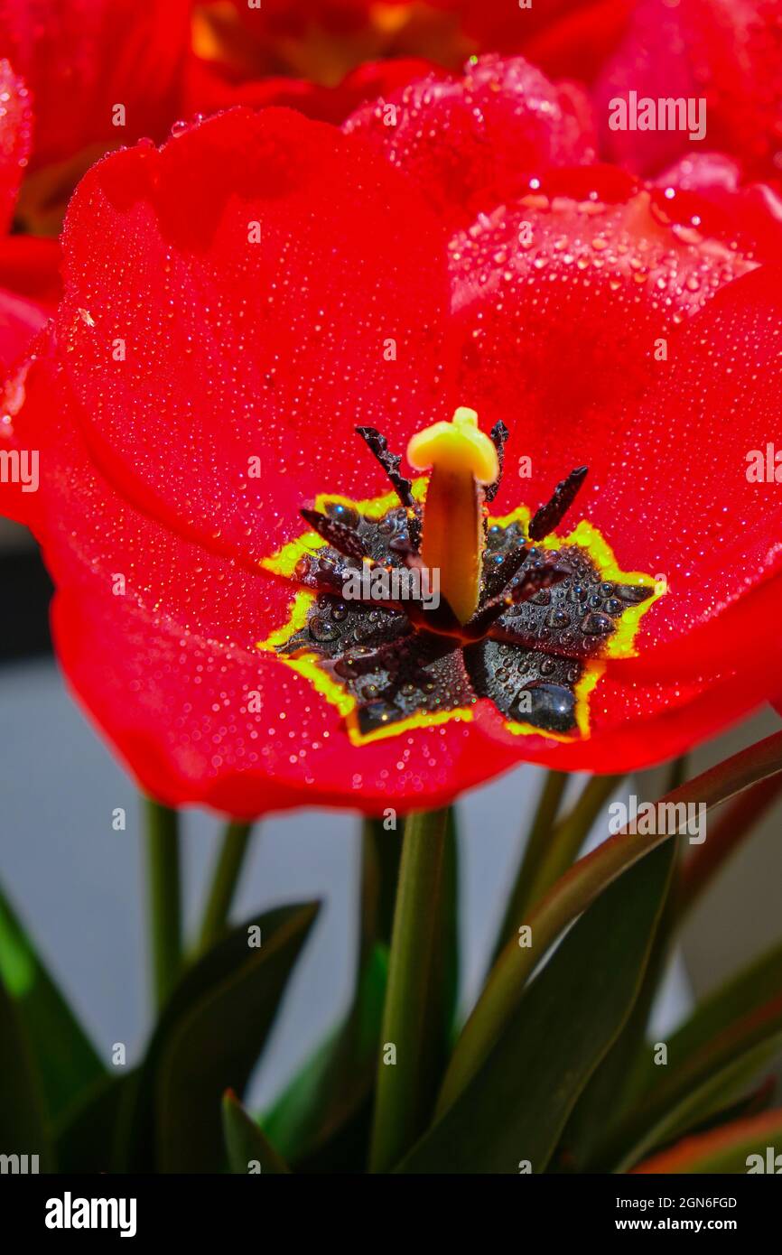 Red tulip flowers in the garden. Beautiful tulips during the flowering ...