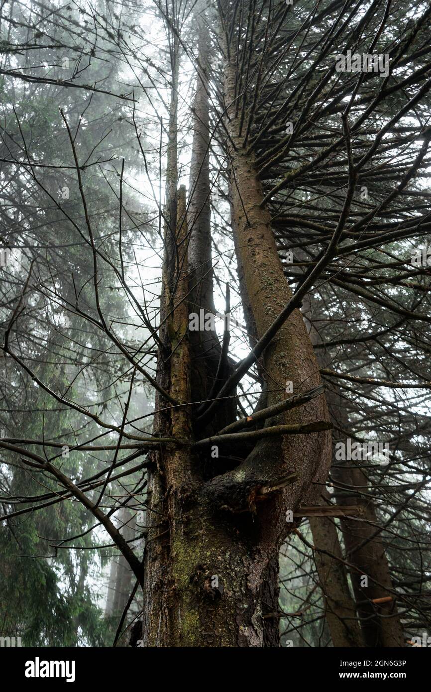 Low angle of the tall trees with branches in the foggy forest Stock ...