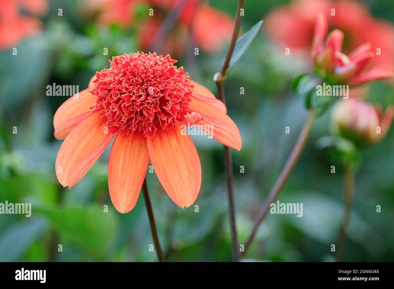 Orange flowering anemone Dahlia 'Josie' Stock Photo - Alamy