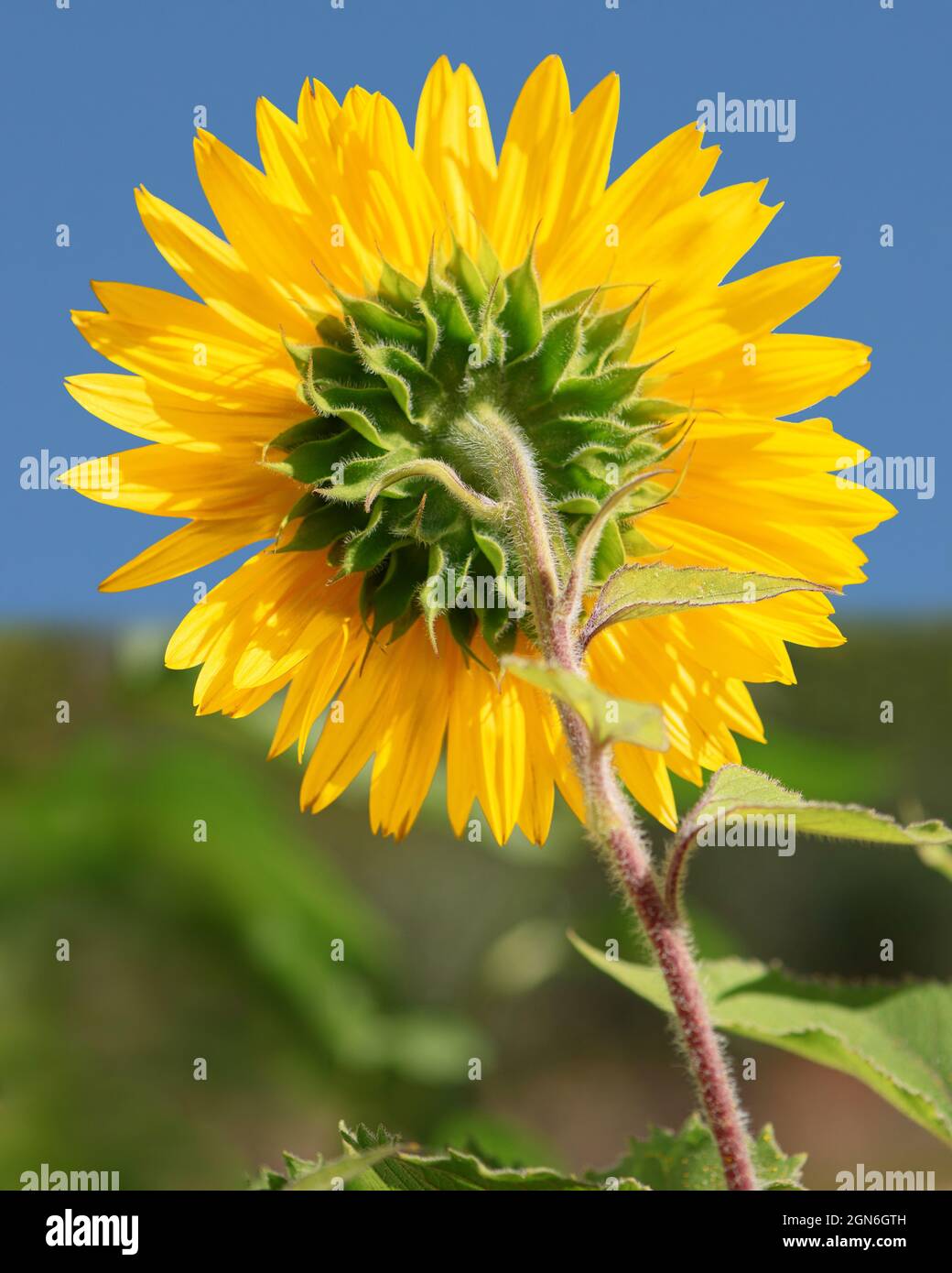 Backside Of Sunflower High Resolution Stock Photography and Images - Alamy