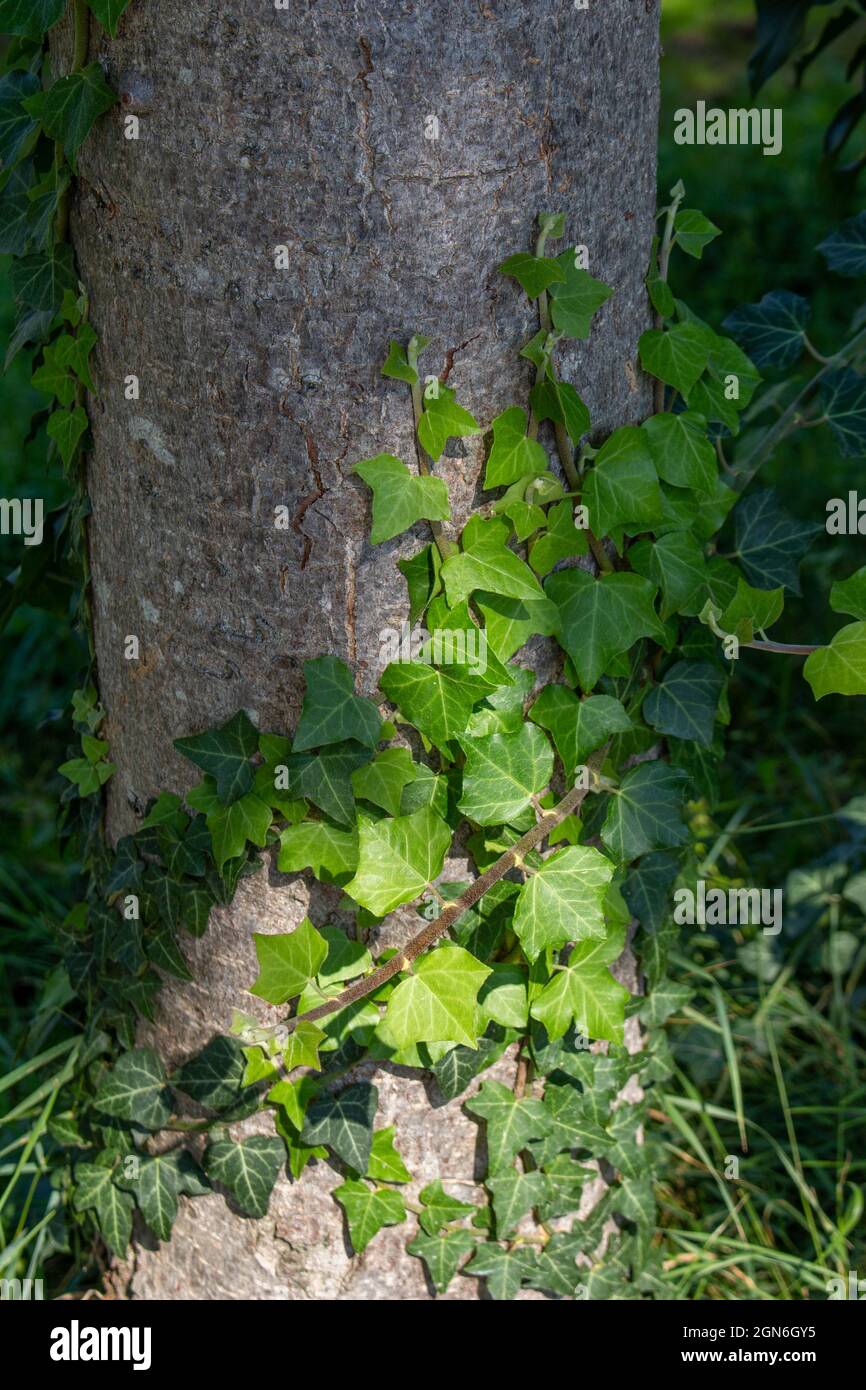 Close up view of English ivy leaves and vines growing up the trunk of a ...