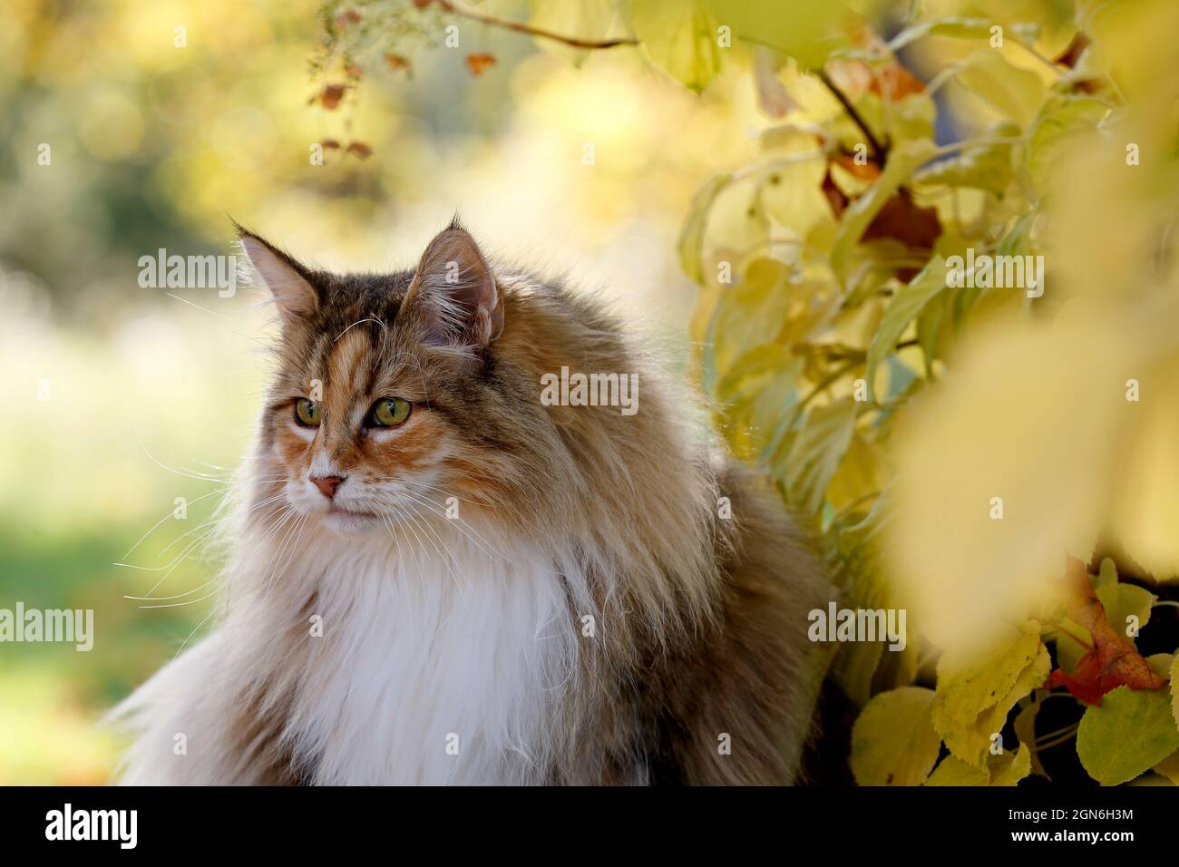 A beautiful tortoiseshell norwegian forest cat female outdoors in ...
