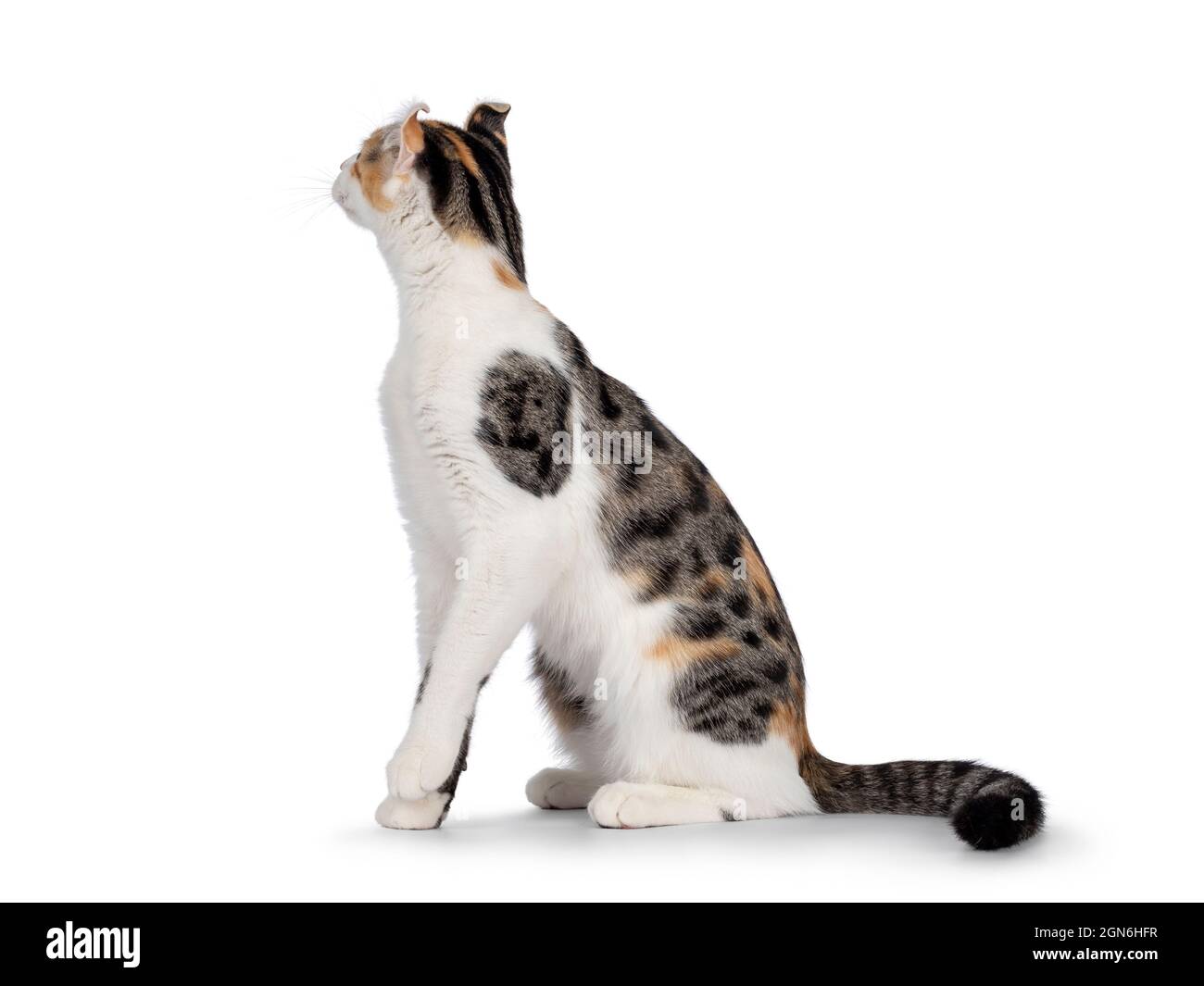 Amazing spotted pattern American Curl Shorthair cat, sitting up side ...