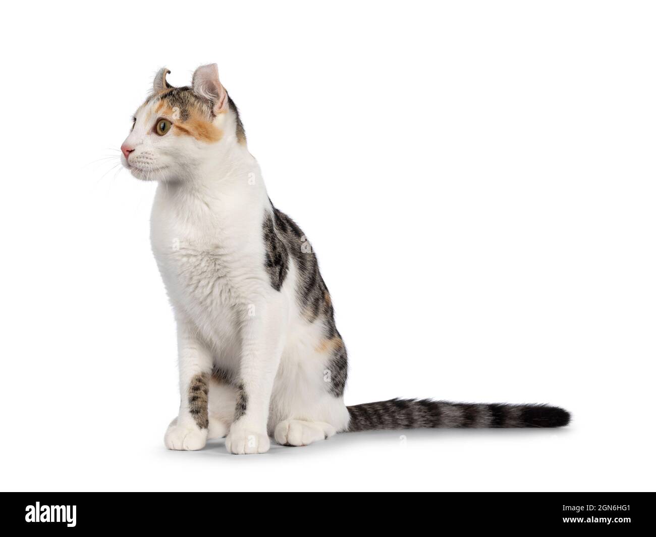 Curled up kitty Cut Out Stock Images & Pictures - Alamy