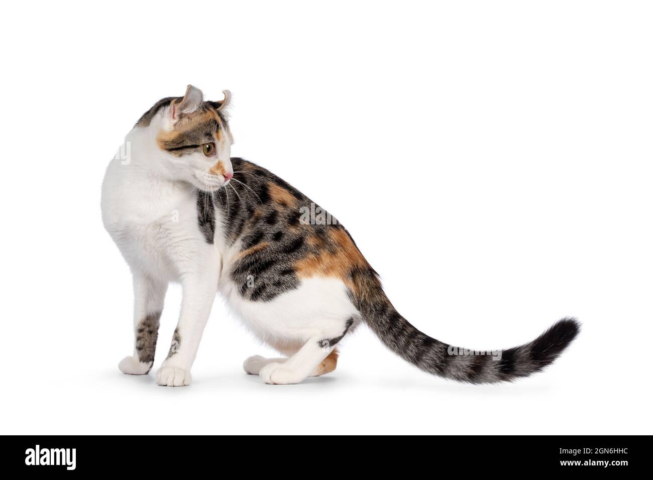 Amazing spotted pattern American Curl Shorthair cat, standing side ways ...