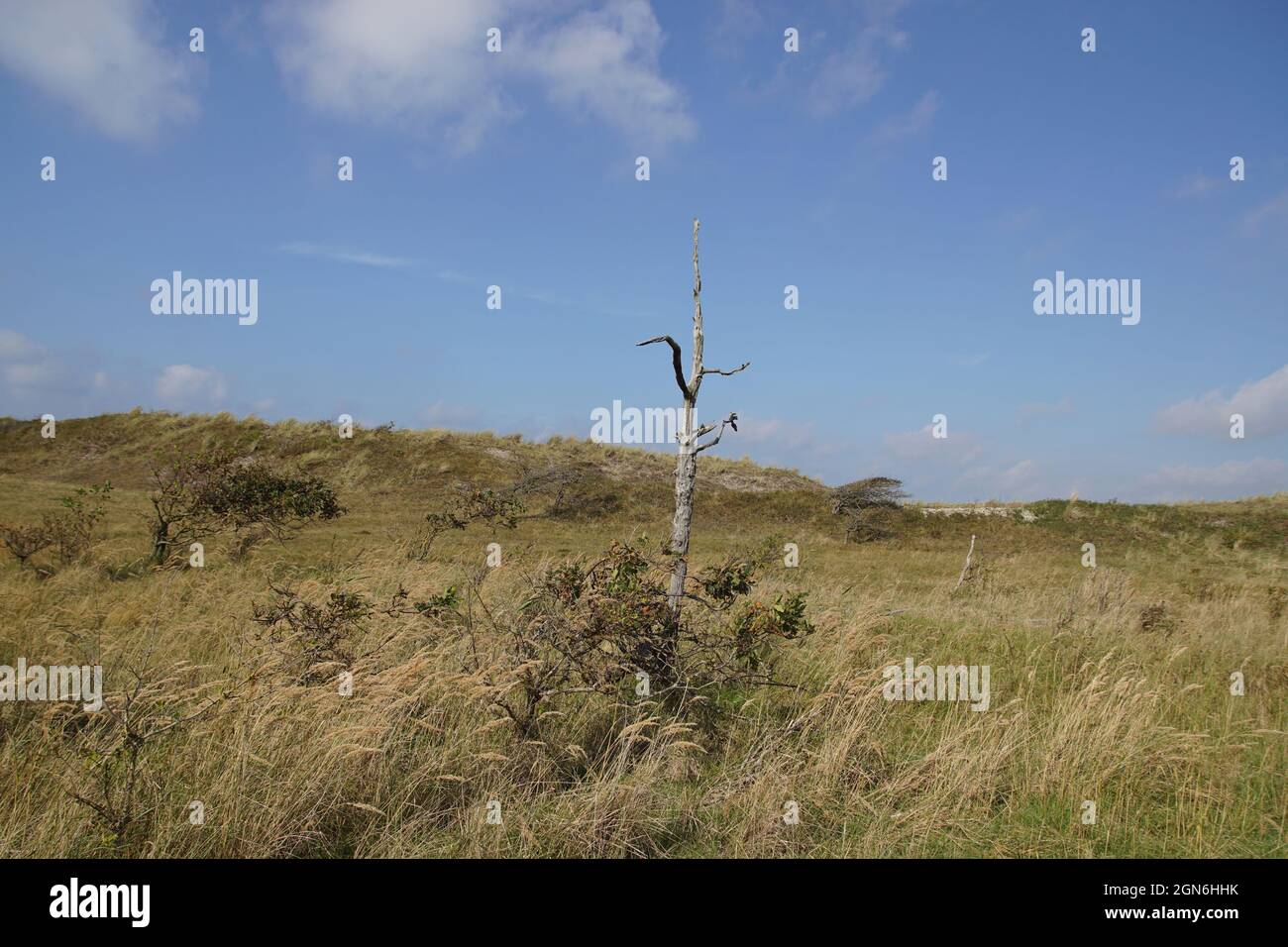 View over the Dutch dunes with a trunk of a dead tree in the Dutch dune ...