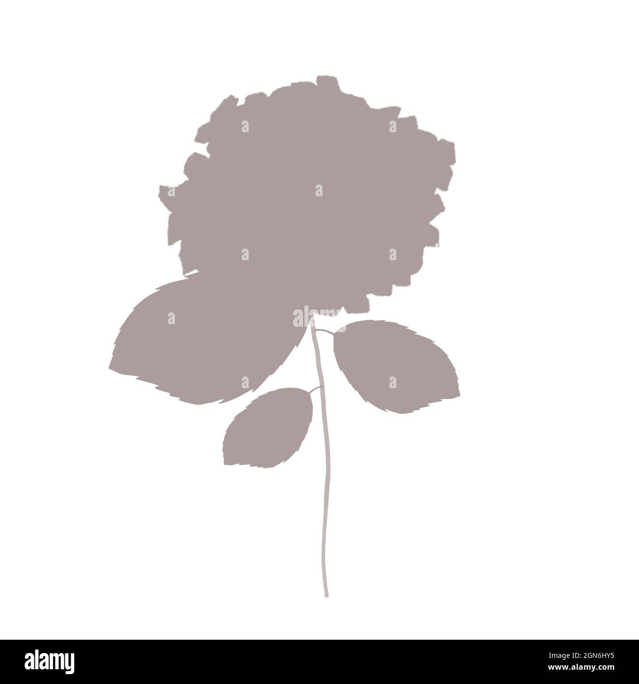 Hydrangea silhouette. On white background Stock Photo - Alamy