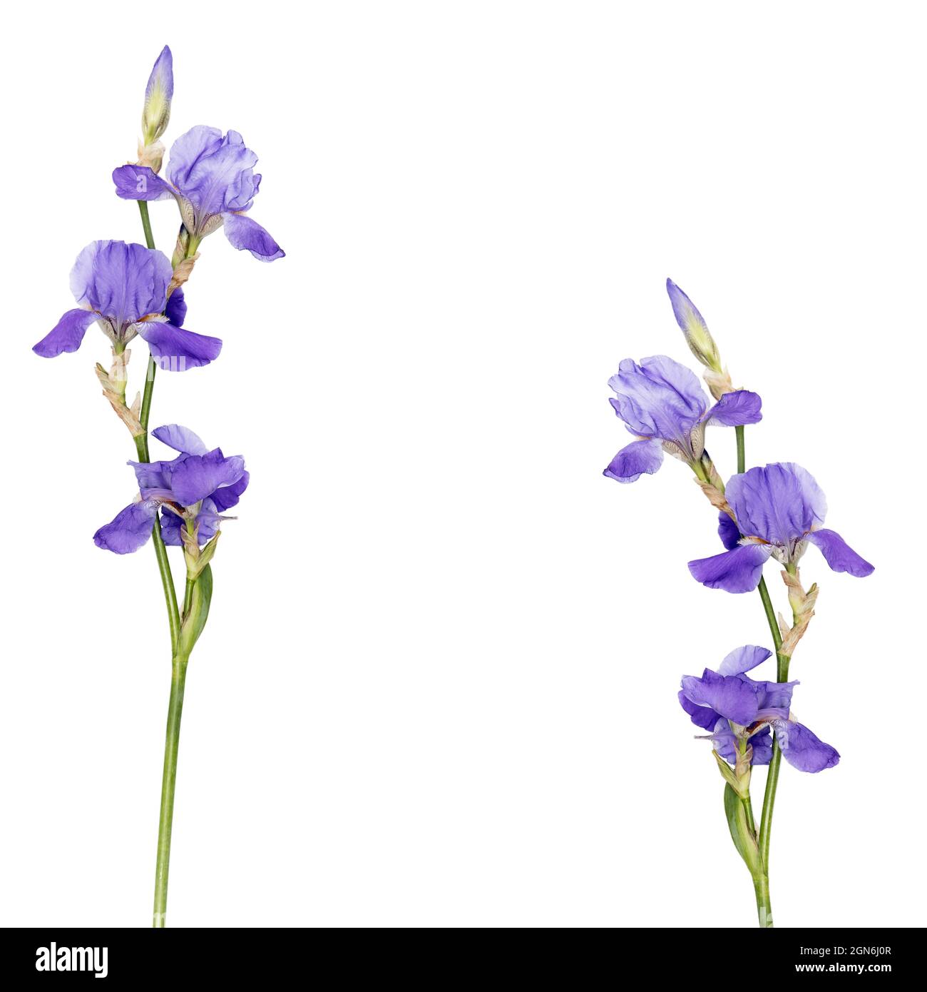 Floral background as a line. Siberian iris, isolated on white ...