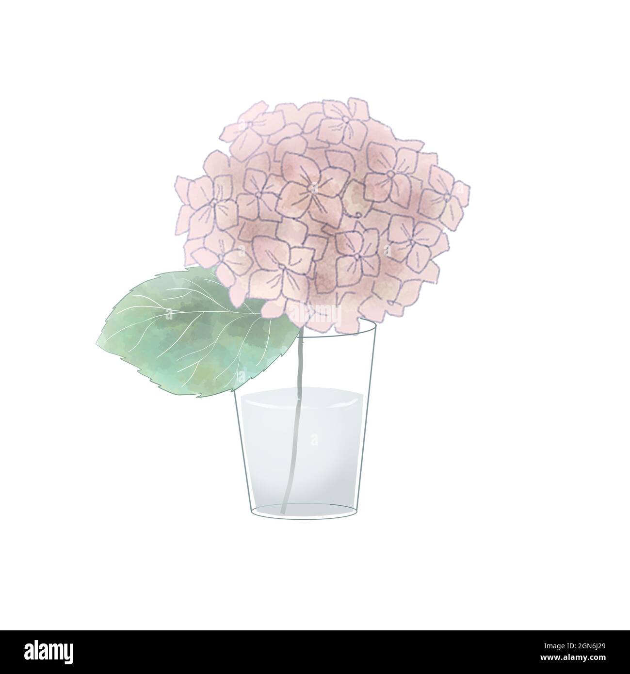 Pink hydrangeas in a vase. On white background Stock Photo - Alamy