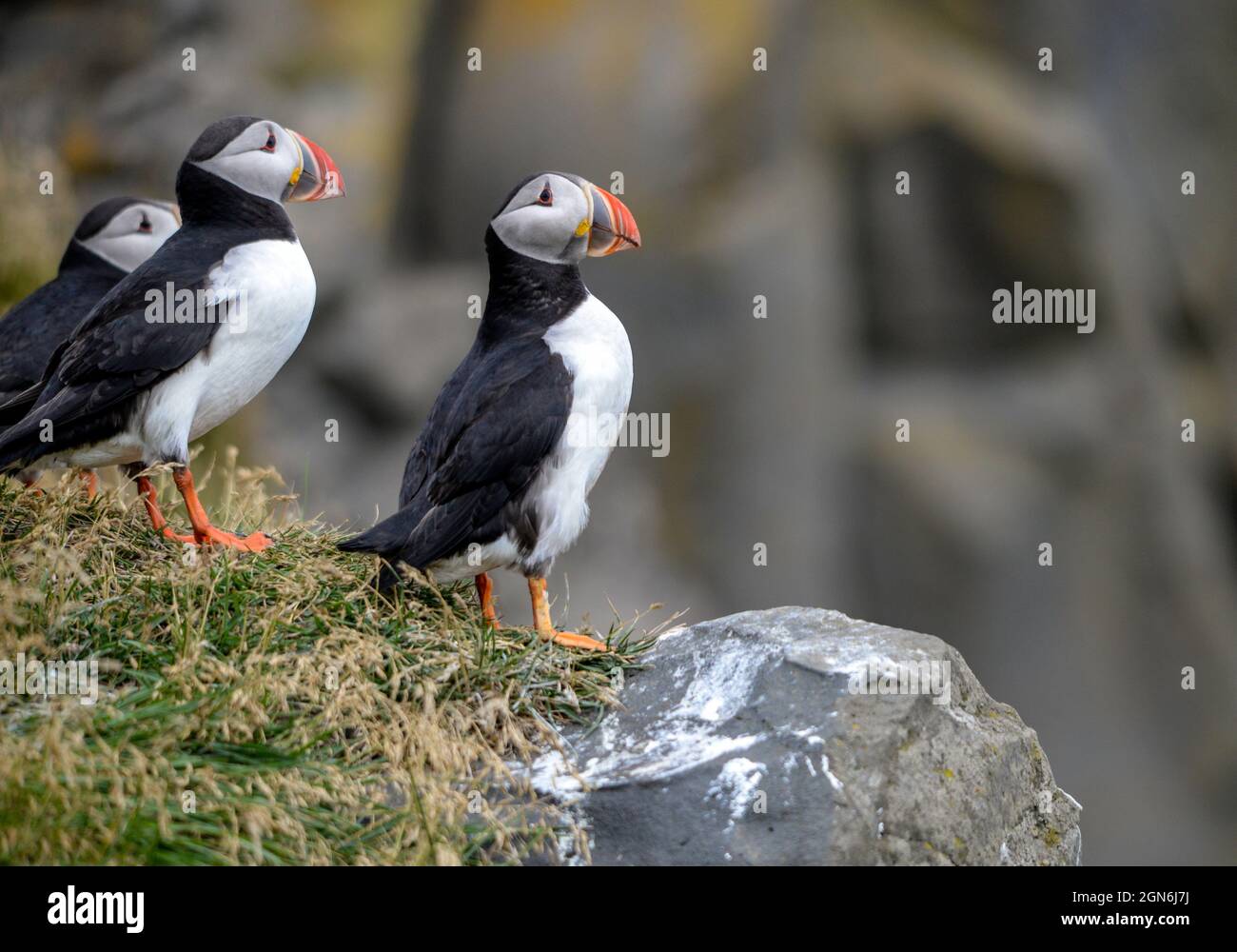 The Atlantic puffin, also known as the common puffin Stock Photo - Alamy