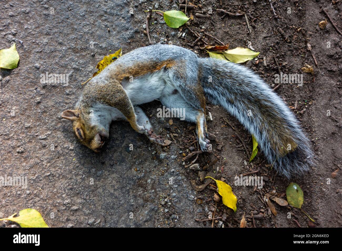 Squirrel Road Kill Stock Photo - Alamy