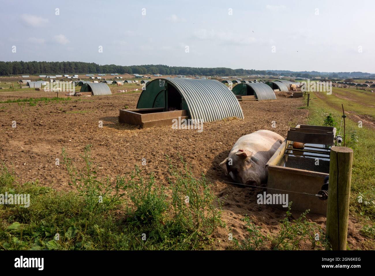 :arge Pig Farm Norfolk Stock Photo - Alamy