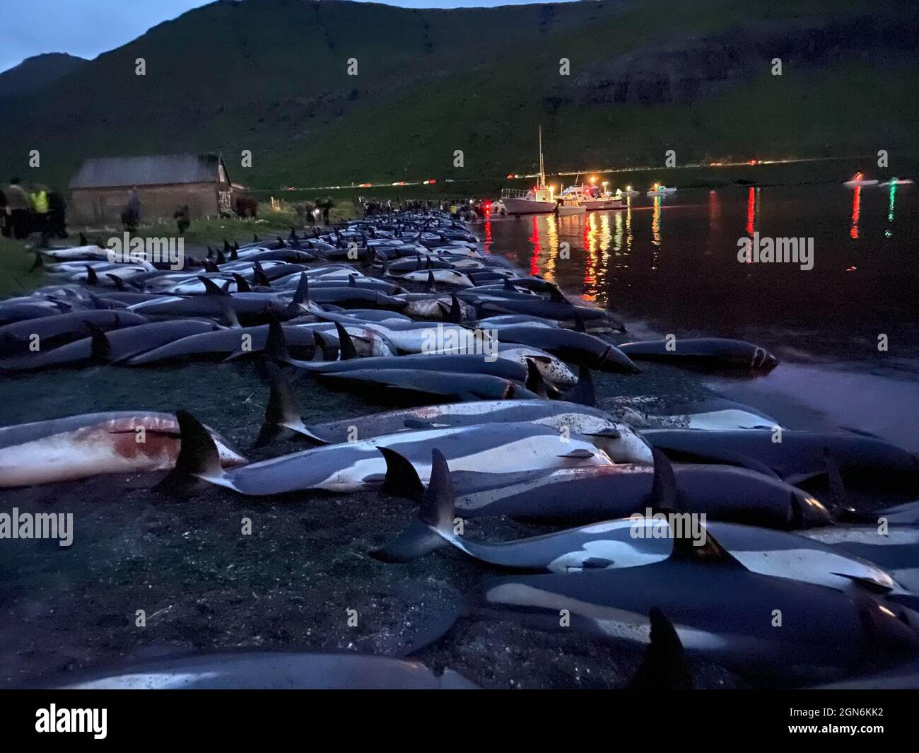 A super-pod of 1428 Atlantic White-Sided Dolphins was driven into the ...