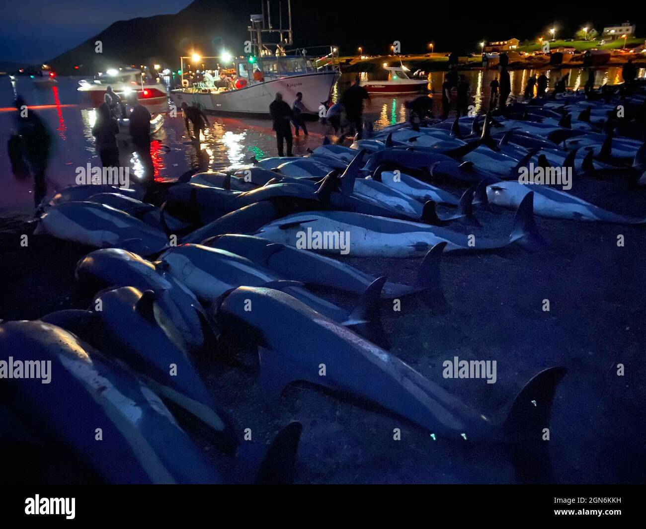 A super-pod of 1428 Atlantic White-Sided Dolphins was driven into the ...