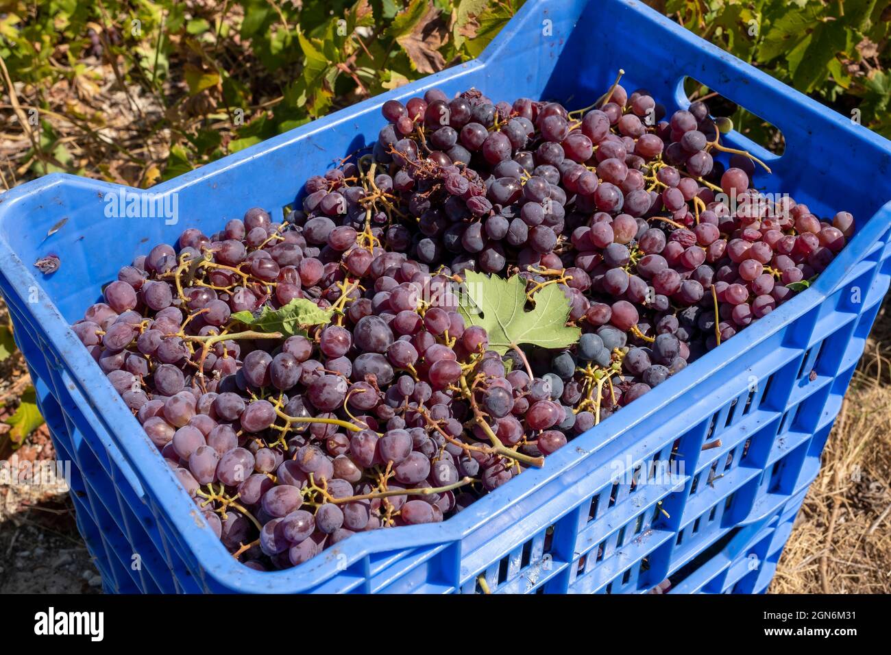 Picking grapes cyprus hi-res stock photography and images - Alamy