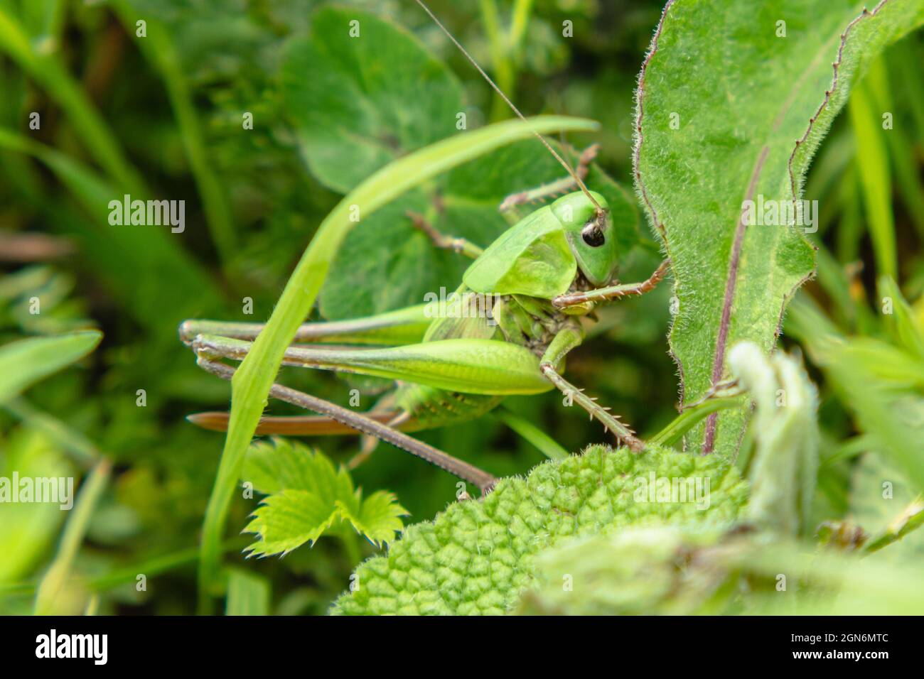 A big green grasshopper hides in the grass. Close-up. An insect in the ...