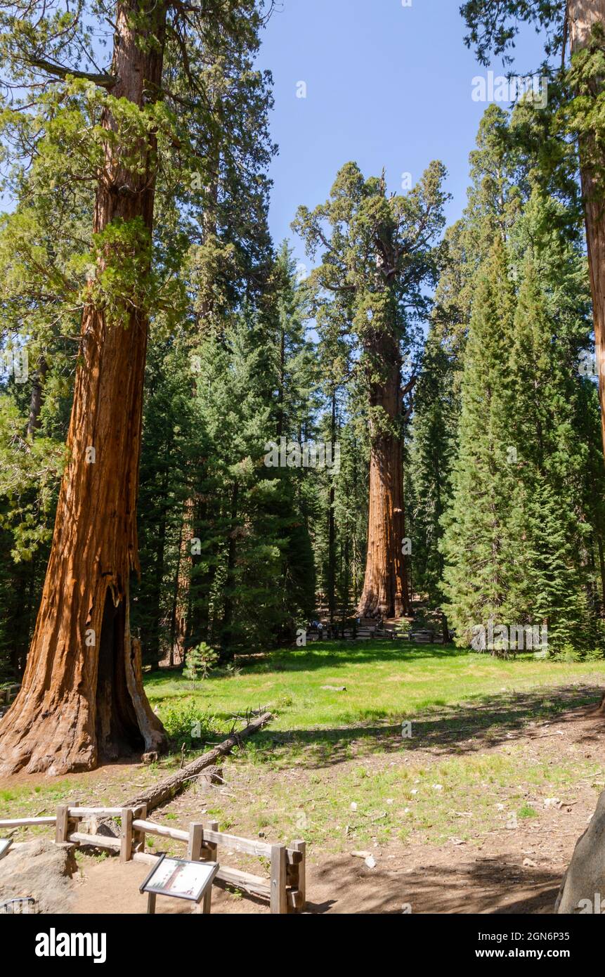 landscape and trees in Sequoia National Park in California in united ...