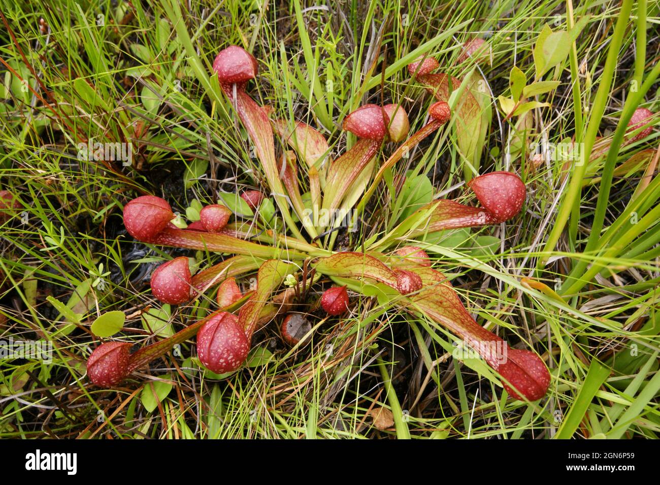 Okefenokeensis hi-res stock photography and images - Alamy