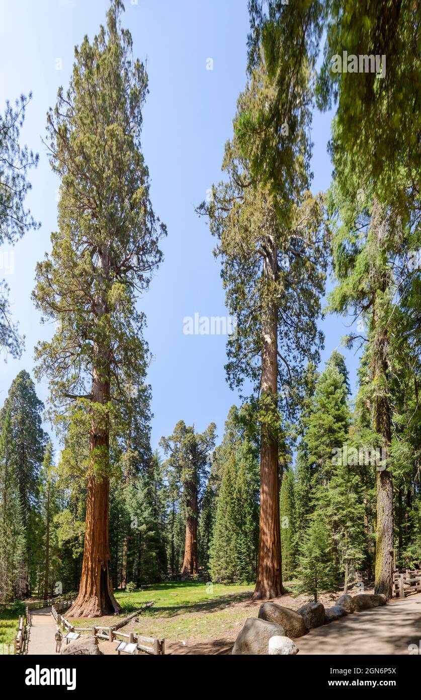 landscape and trees in Sequoia National Park in California in united ...