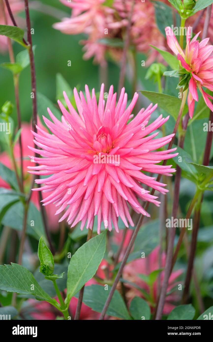 Miniature cactus pink flowerheads of Dahlia Josudi Hercules Stock Photo ...