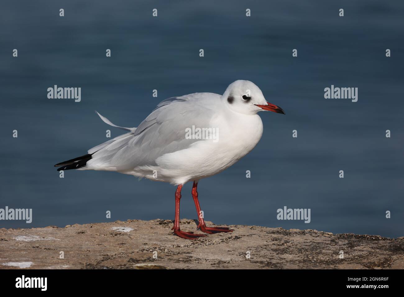 Seagull sits on the shore in the morning Stock Photo - Alamy